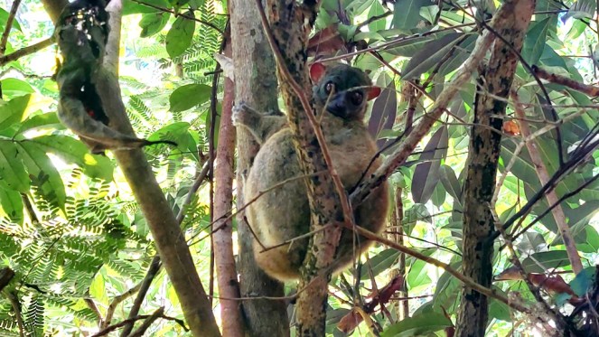 La Riserva Naturale di Lokobe a Nosy Be – Madagascar – Vi do il Tiro